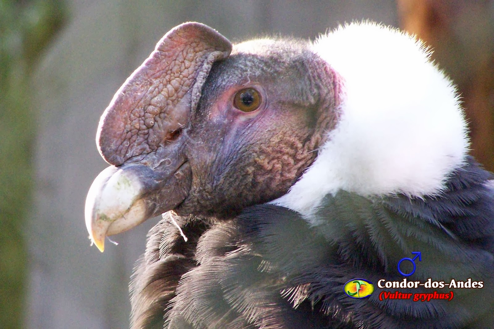 Zoologia: Condor-dos-Andes (Vultur gryphus)